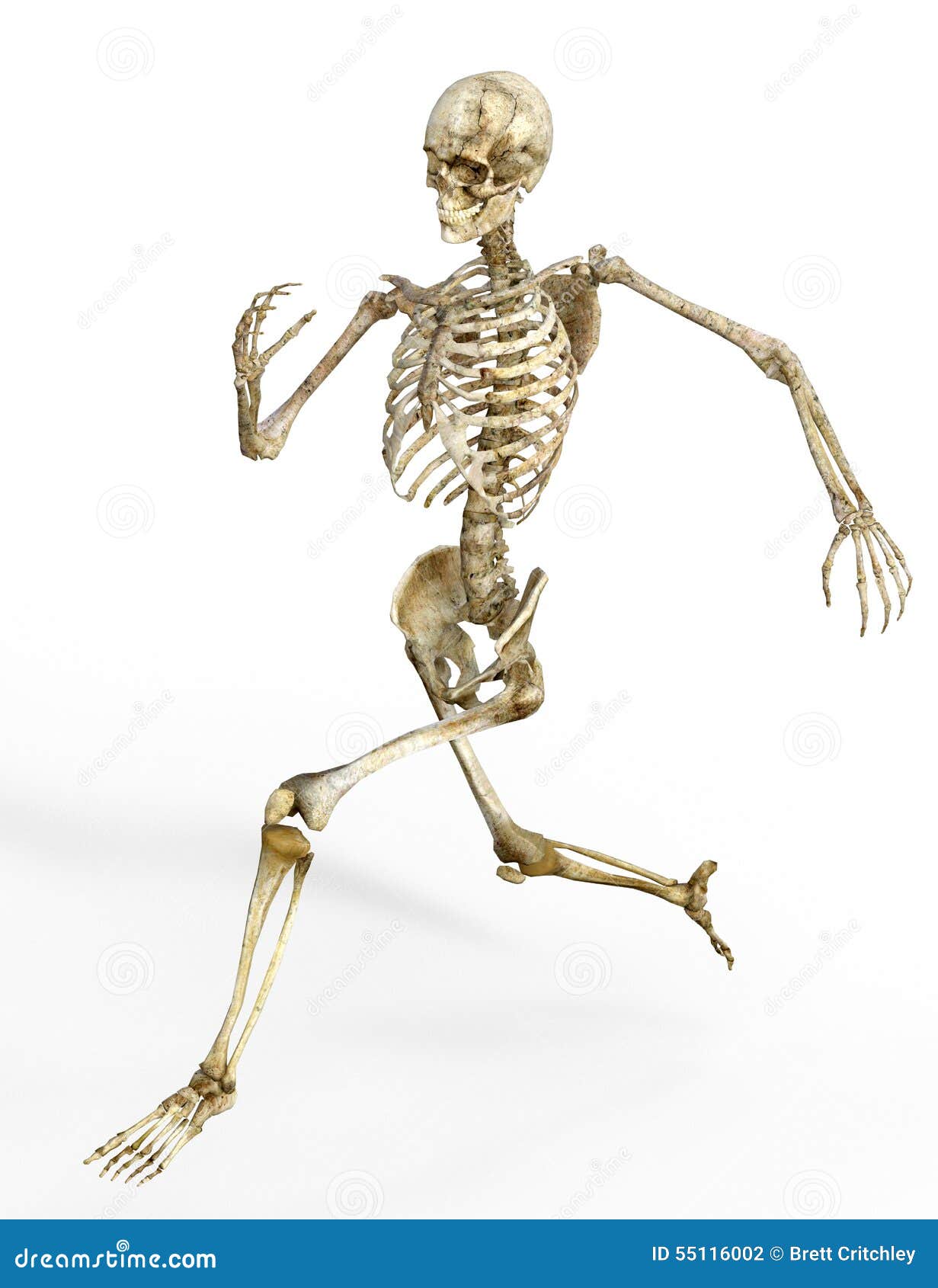 Squelette courant humain photo stock. Illustration du courses - 55116002
