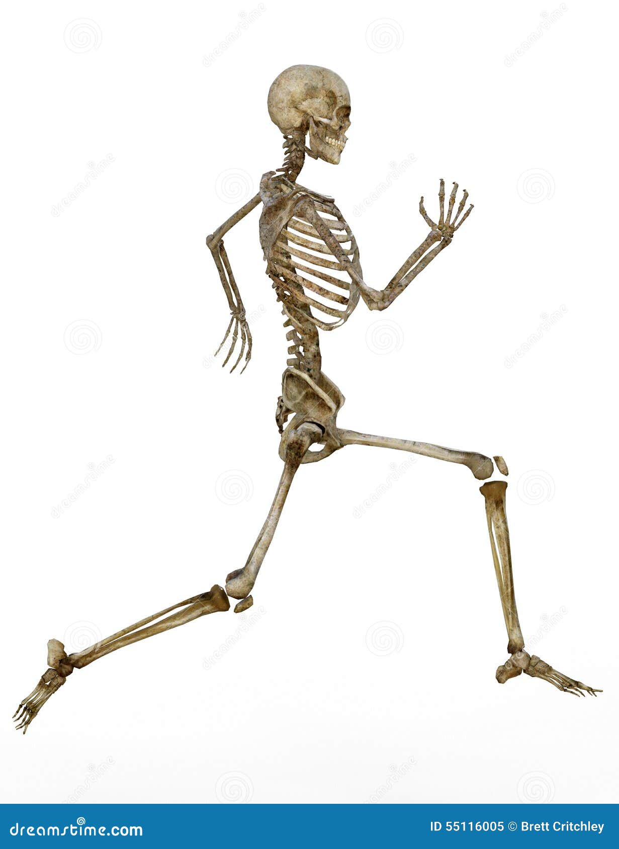 Squelette courant humain image stock. Illustration du fonctionnement ...