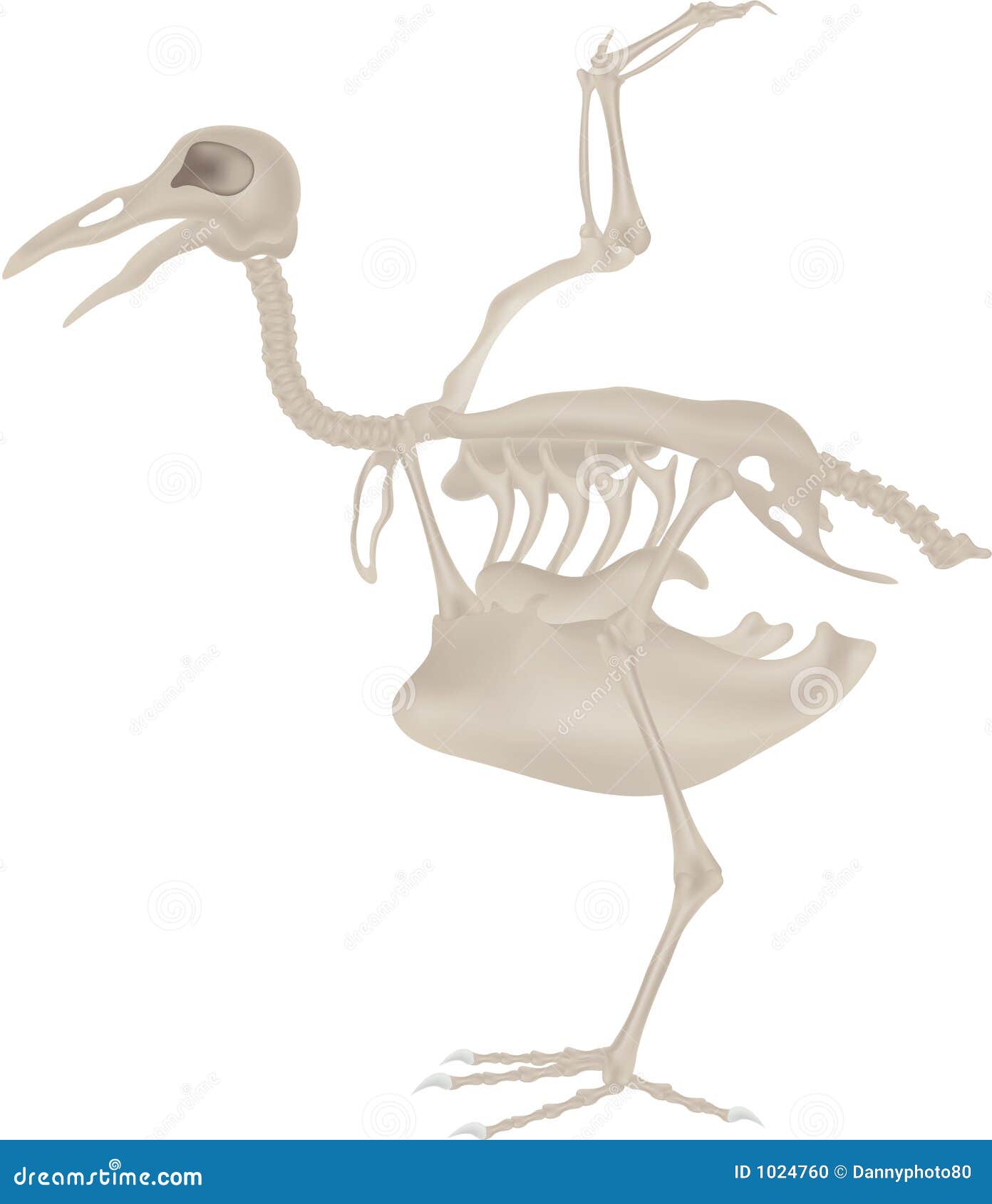 Squelette d'oiseau illustration stock. Illustration du animaux - 1024760