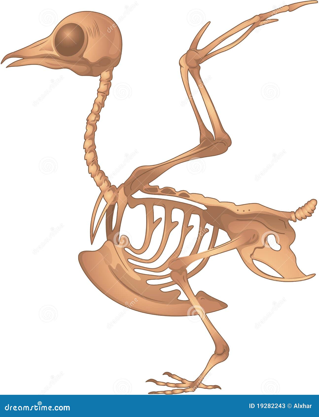 Squelette d'oiseau illustration stock. Illustration du croquis - 19282243