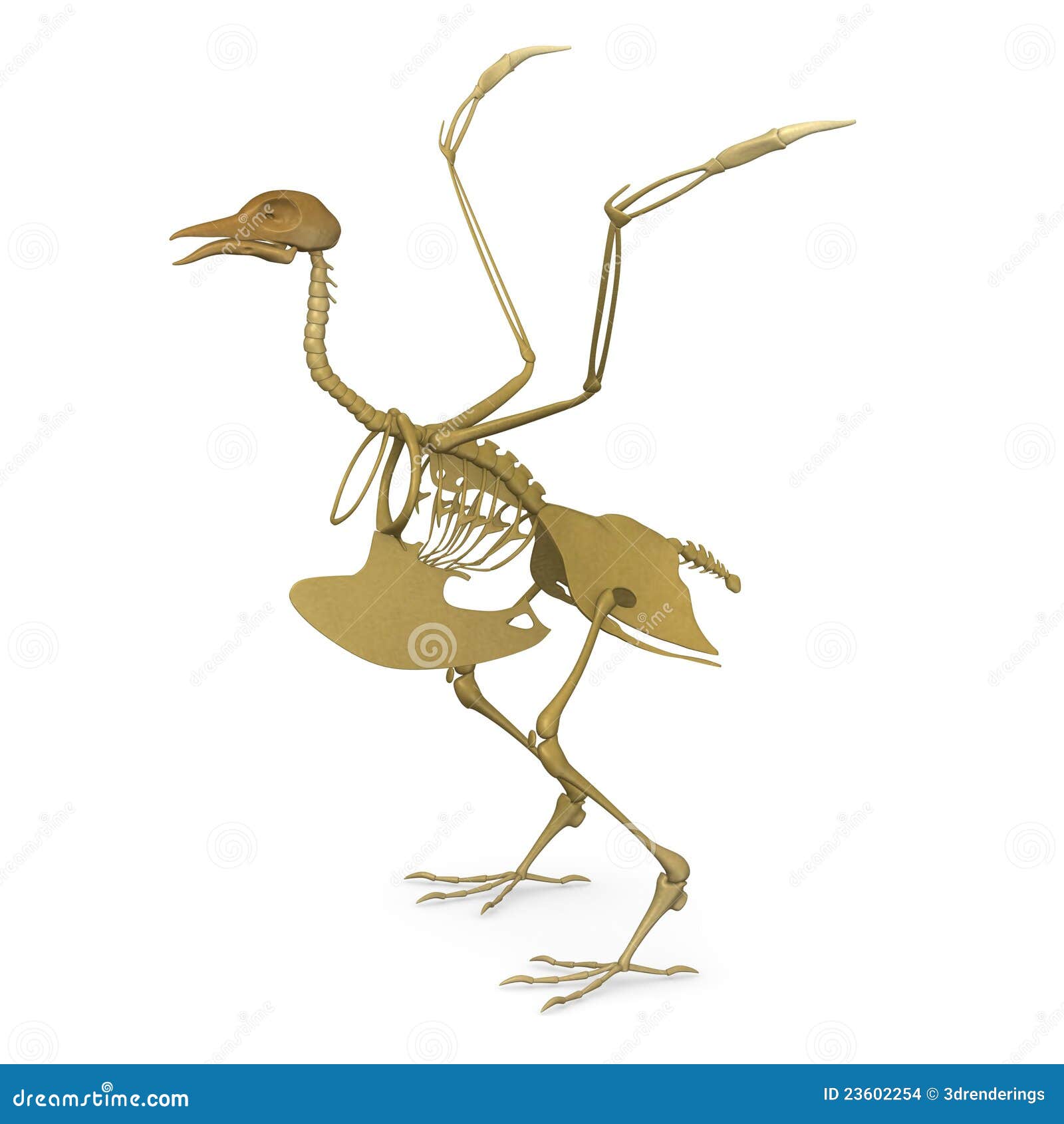 Dessin De Squelette D'oiseau 706 Squelette Oiseau Stock Photos,