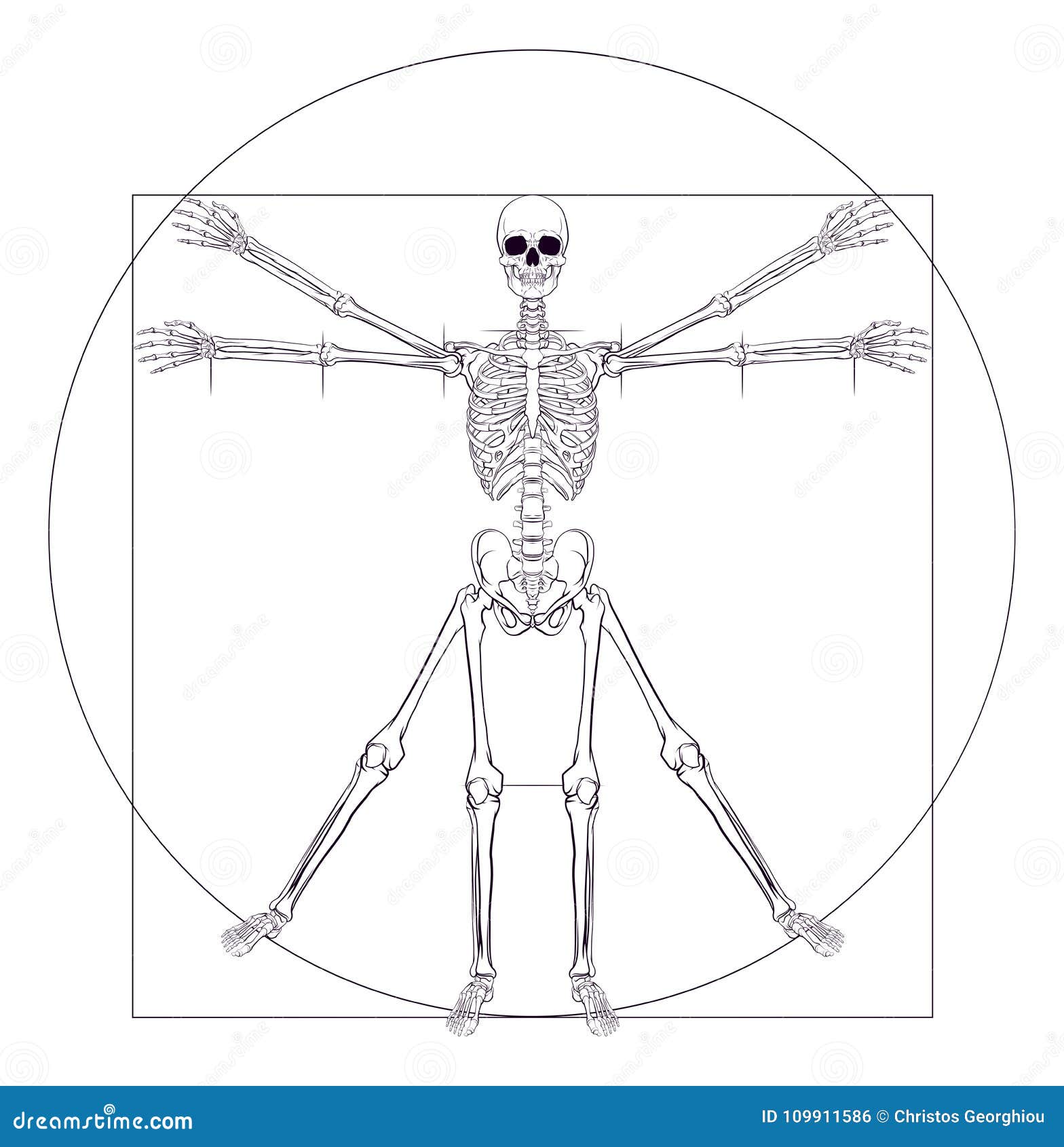 Squelette DA Vinci Vitruvian Man Illustration de Vecteur - Illustration ...