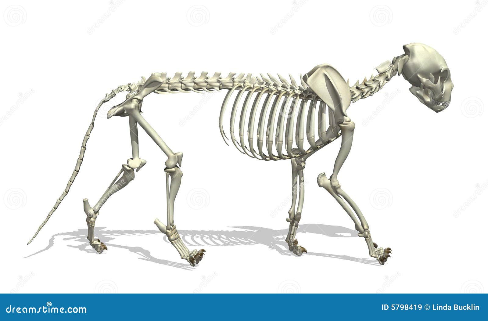 Squelette de chat illustration stock. Illustration du animal - 5798419