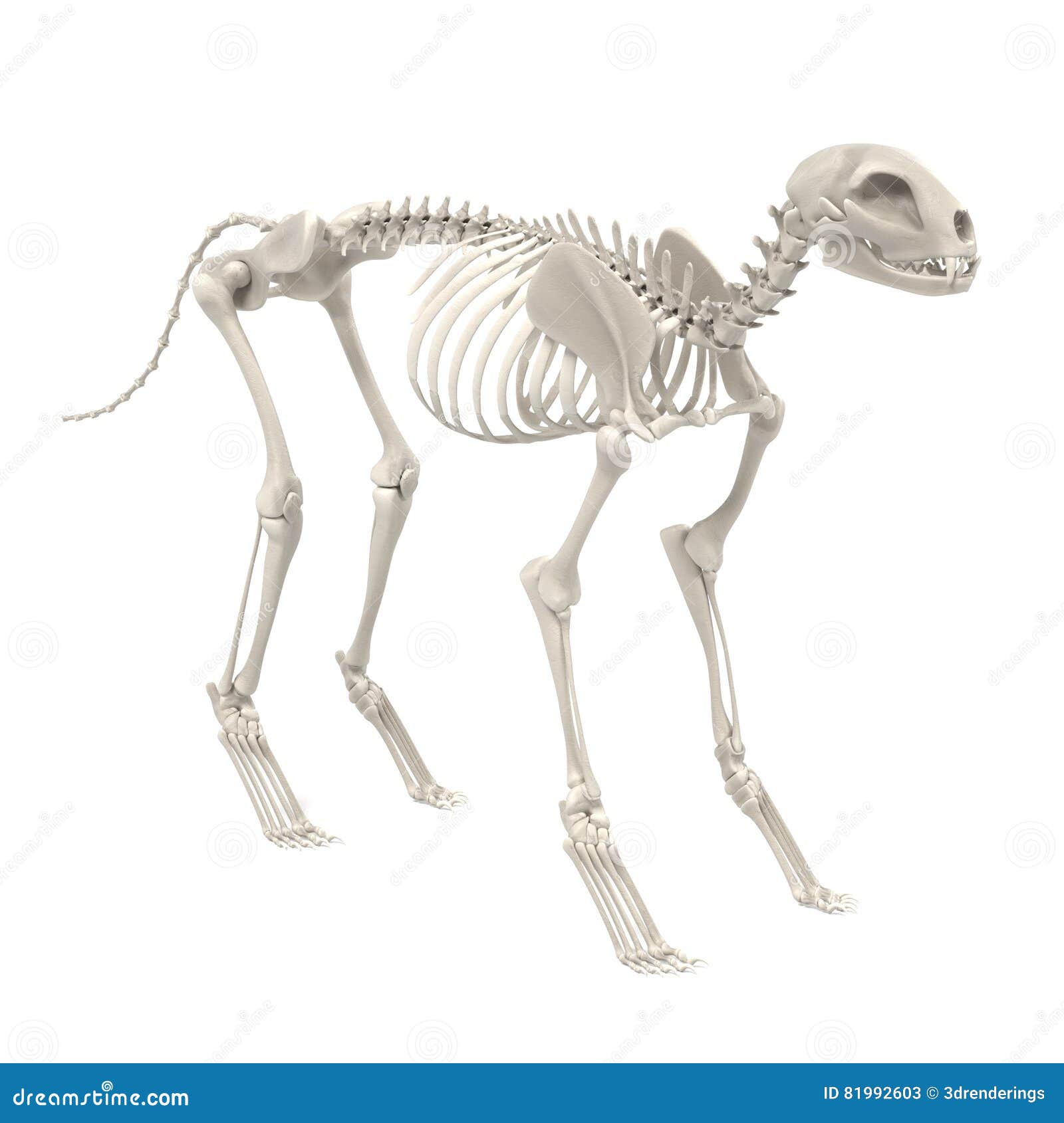 Squelette de chat illustration stock. Illustration du vertébré - 81992603