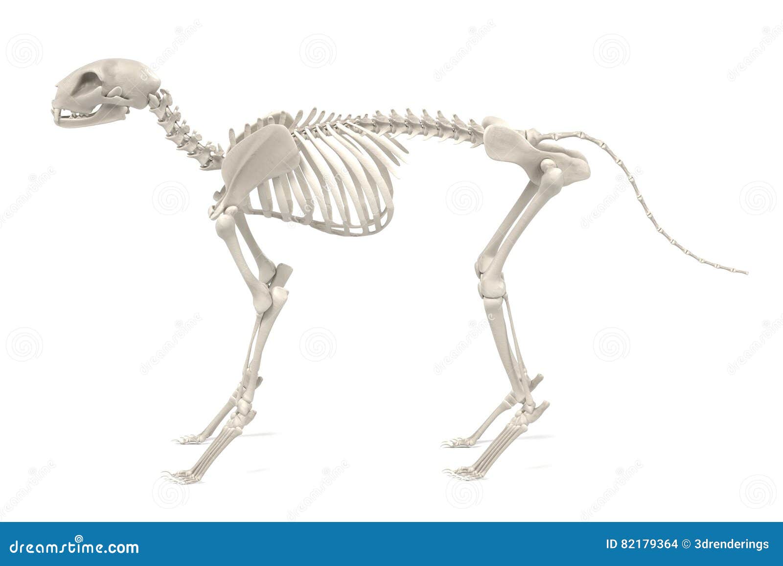 Squelette de chat illustration stock. Illustration du squelette - 82179364