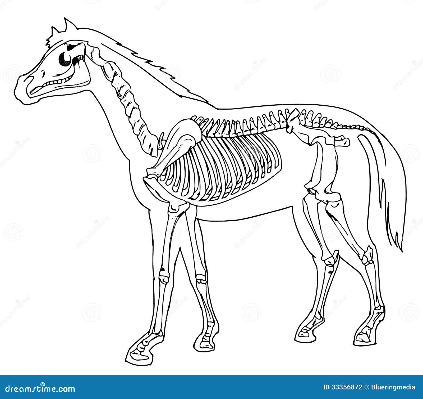 Squelette de cheval illustration stock. Illustration du cheval - 33356872