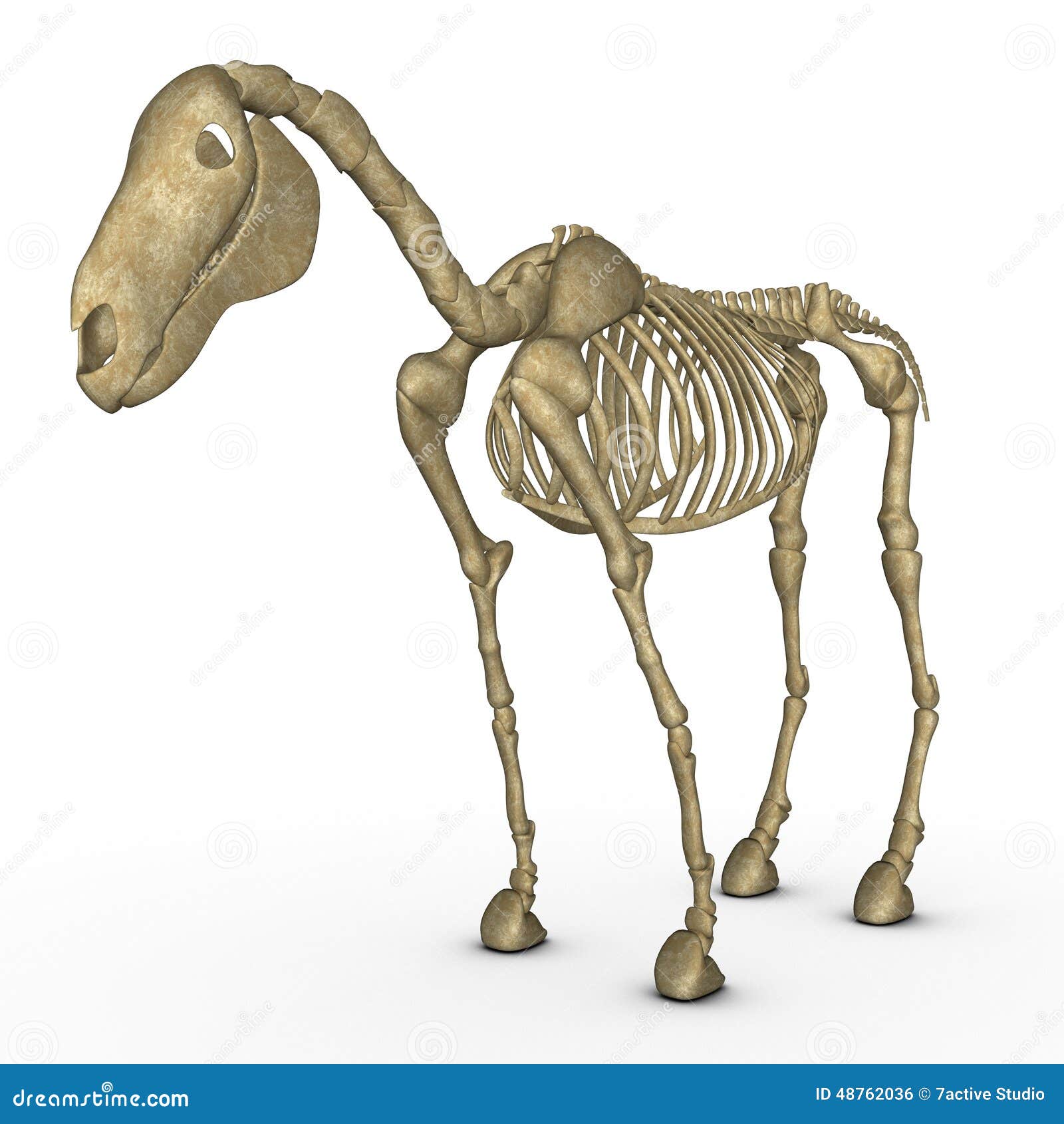 Squelette de cheval illustration stock. Illustration du principal ...