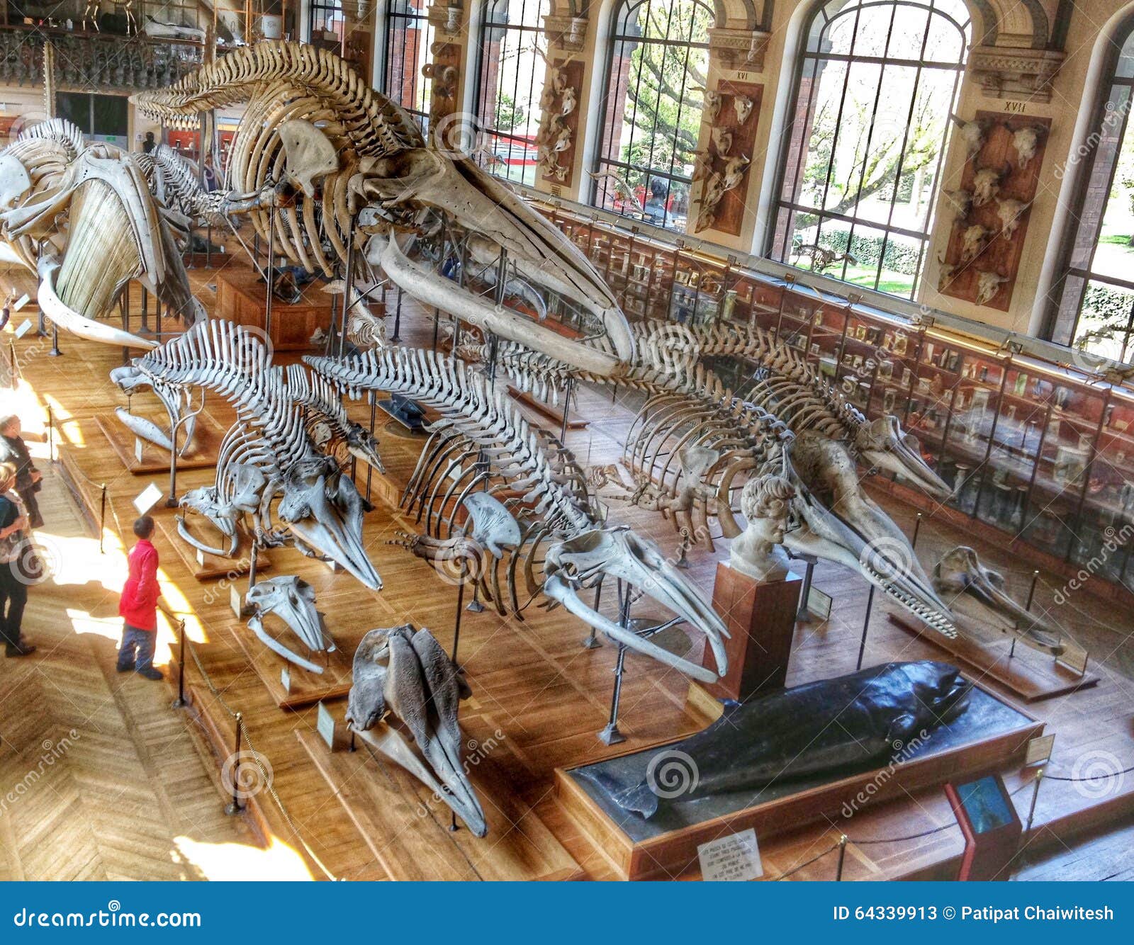 Squelette De Dinosaure (grands Poissons) Image stock - Image du grand ...