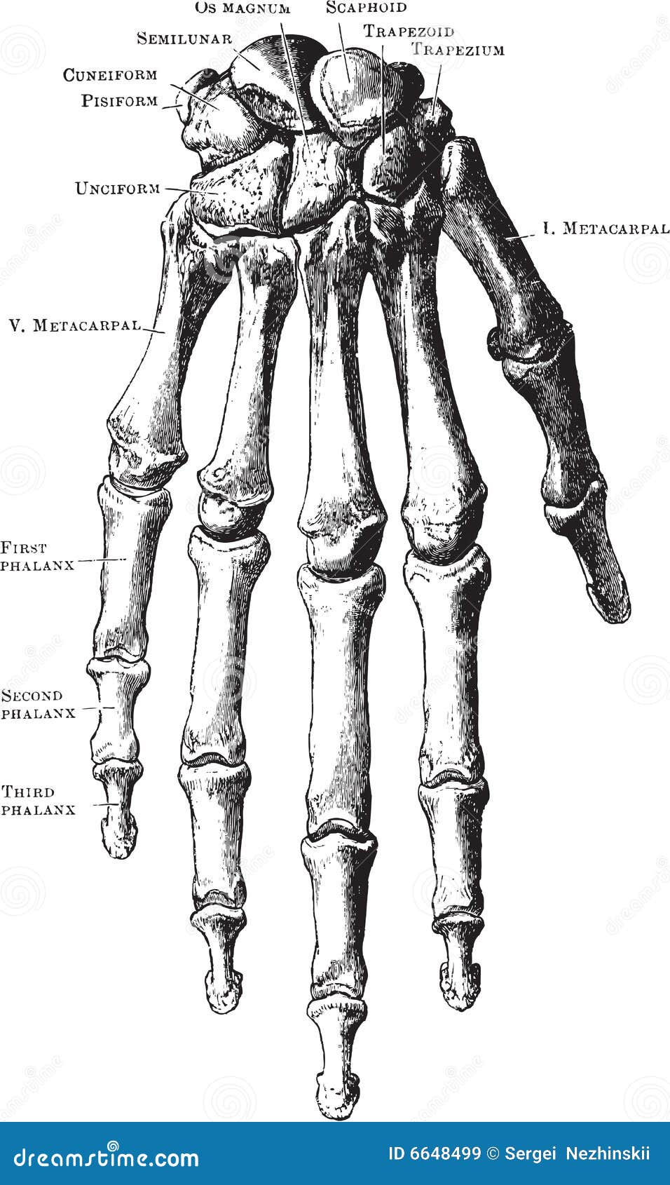 Croquis De La Main Du Squelette Anatomie Du Corps Humain Et Dessin