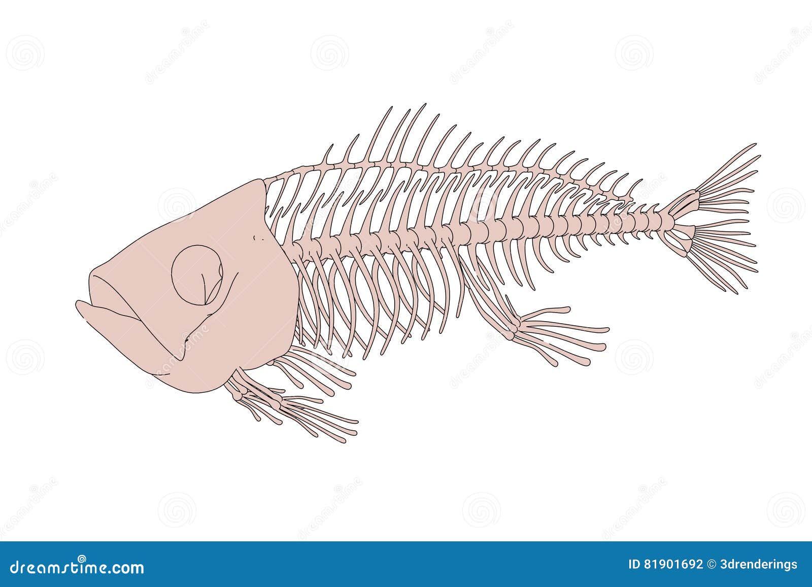 Squelette de poissons illustration stock. Illustration du système ...