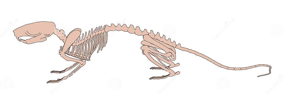 Squelette de rat illustration stock. Illustration du grand - 81900522