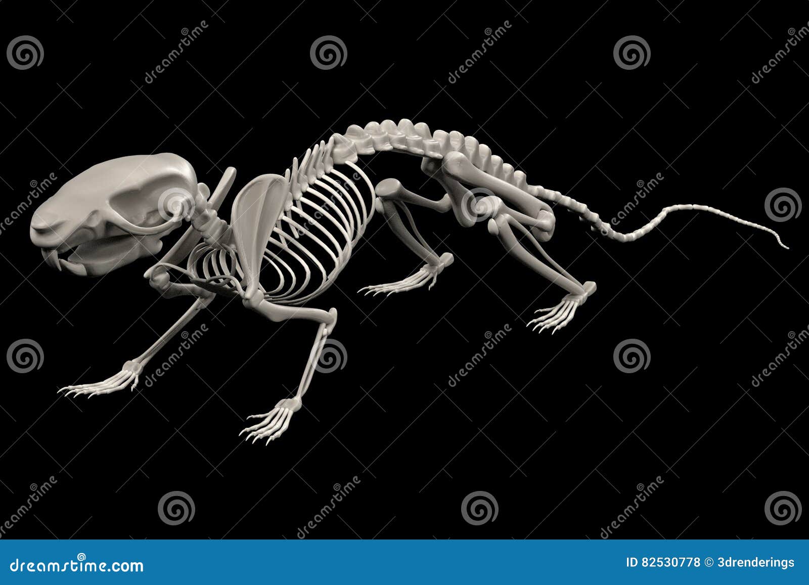 Squelette de rat illustration stock. Illustration du squelettique ...