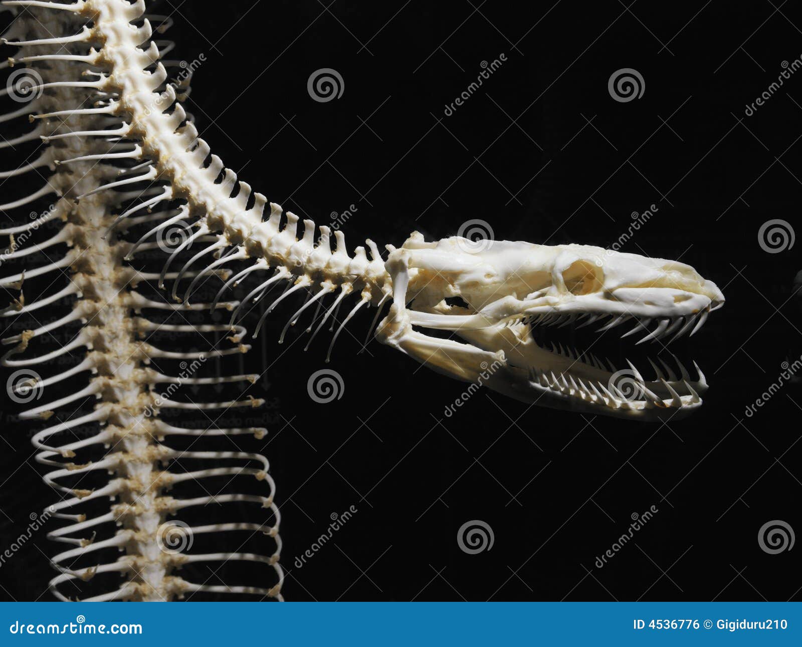 Squelette de serpent photo stock. Image du animal, fâché - 4536776