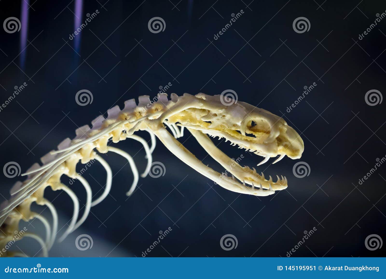 365 Photos de Squelette De Serpent - Photos de stock gratuites et ...