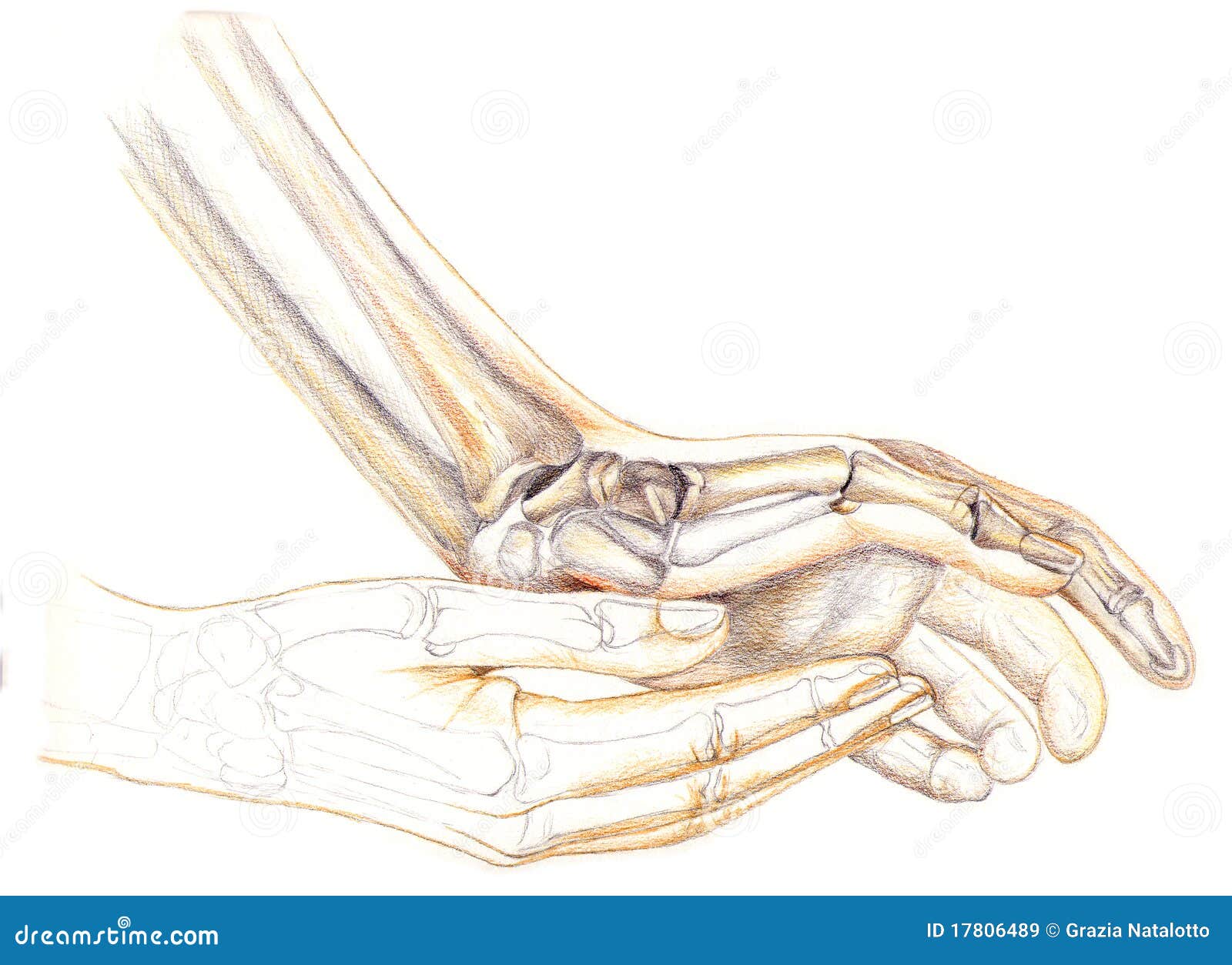 Squelette des mains illustration stock. Illustration du science - 17806489