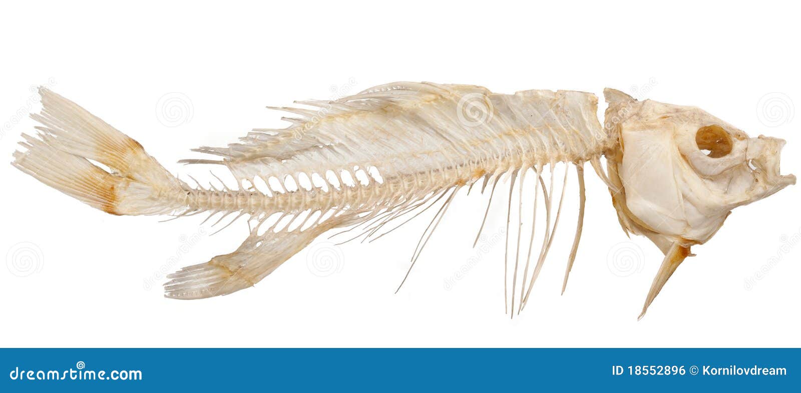 Squelette des poissons photo stock. Image du animal, backbone - 18552896