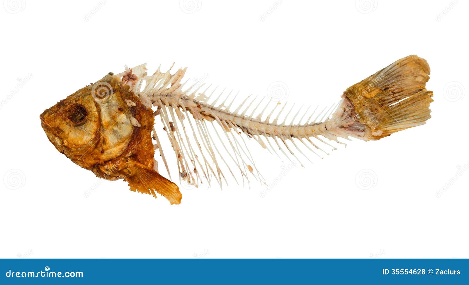 Squelette des poissons photo stock. Image du affamé, fumé - 35554628