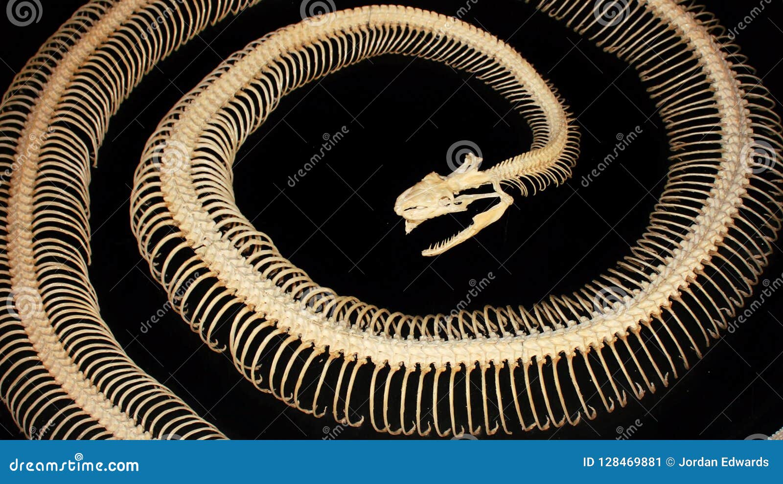 Squelette En Spirale De Serpent Image stock - Image du animal ...