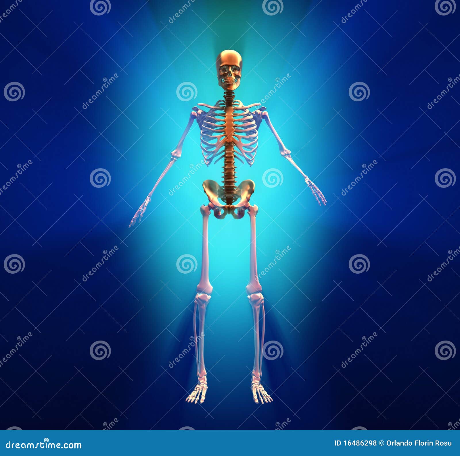 Squelette humain illustration stock. Illustration du anatomie - 16486298