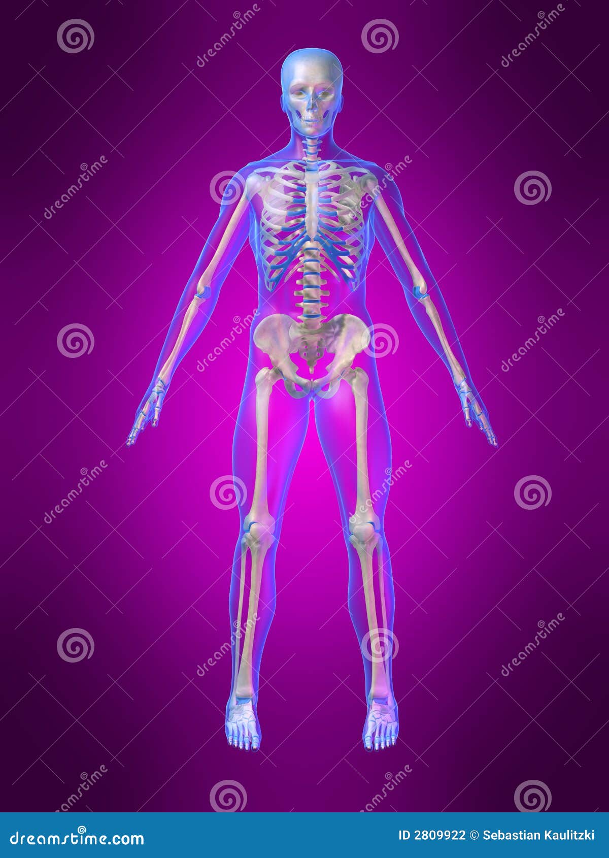 Squelette humain illustration stock. Illustration du biologie - 2809922