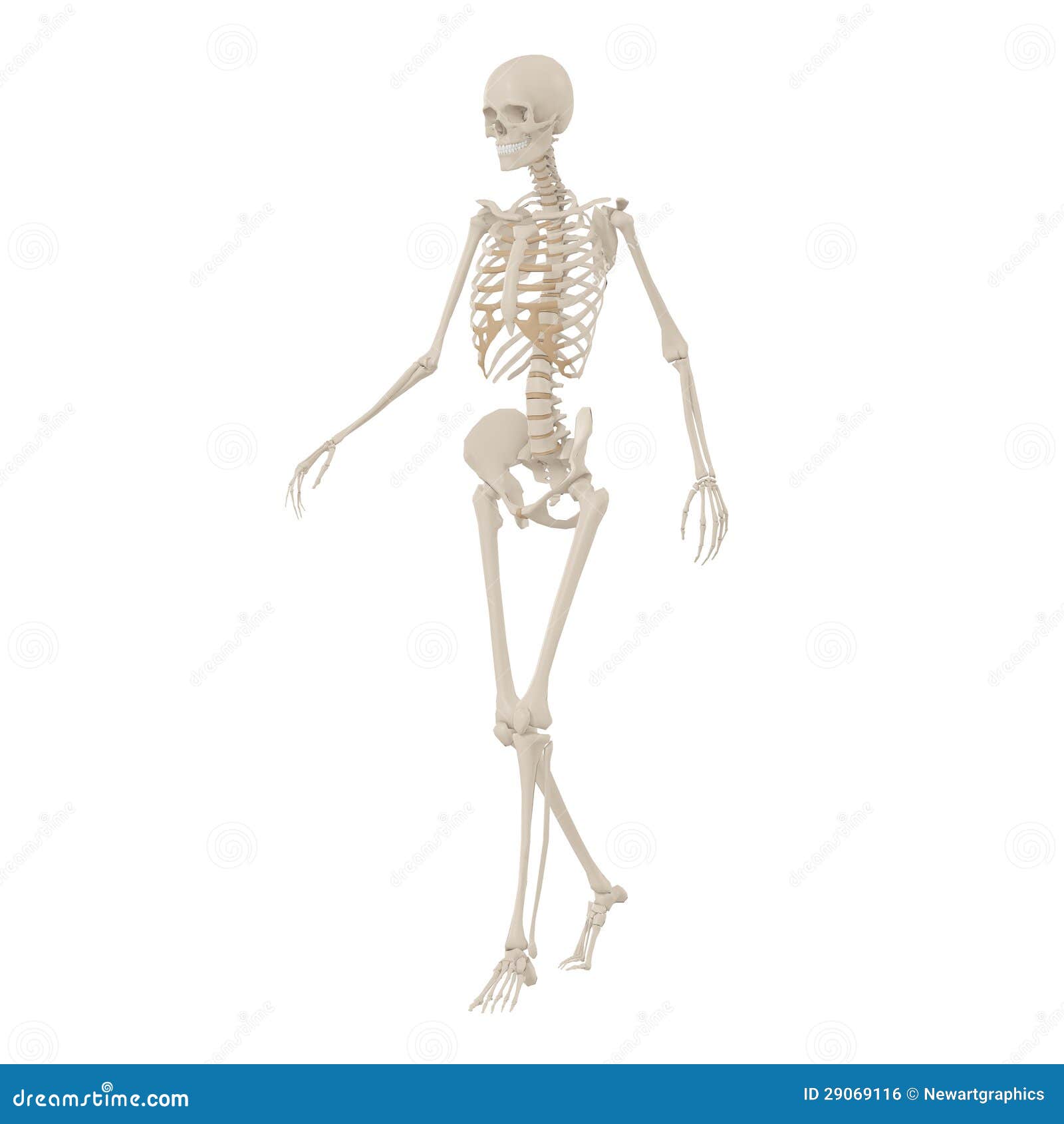 Squelette Humain Image libre de droits - Image: 29069116