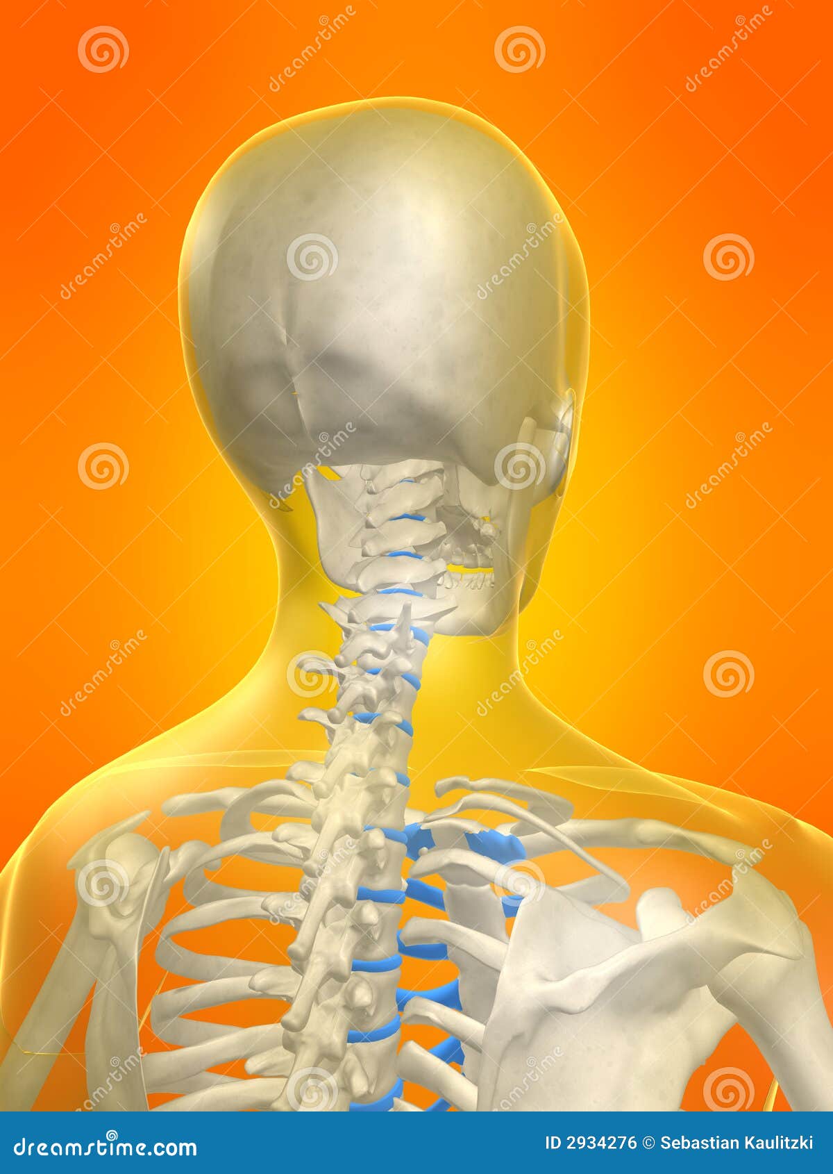 Squelette humain illustration stock. Illustration du biologie - 2934276