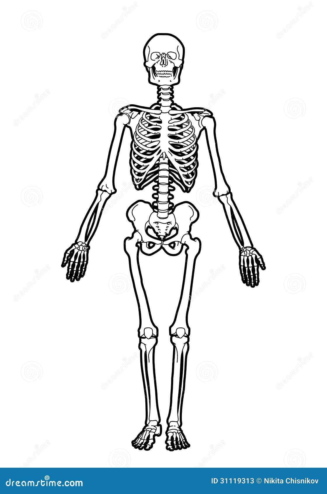 Squelette Humain Photos stock - Image: 31119313