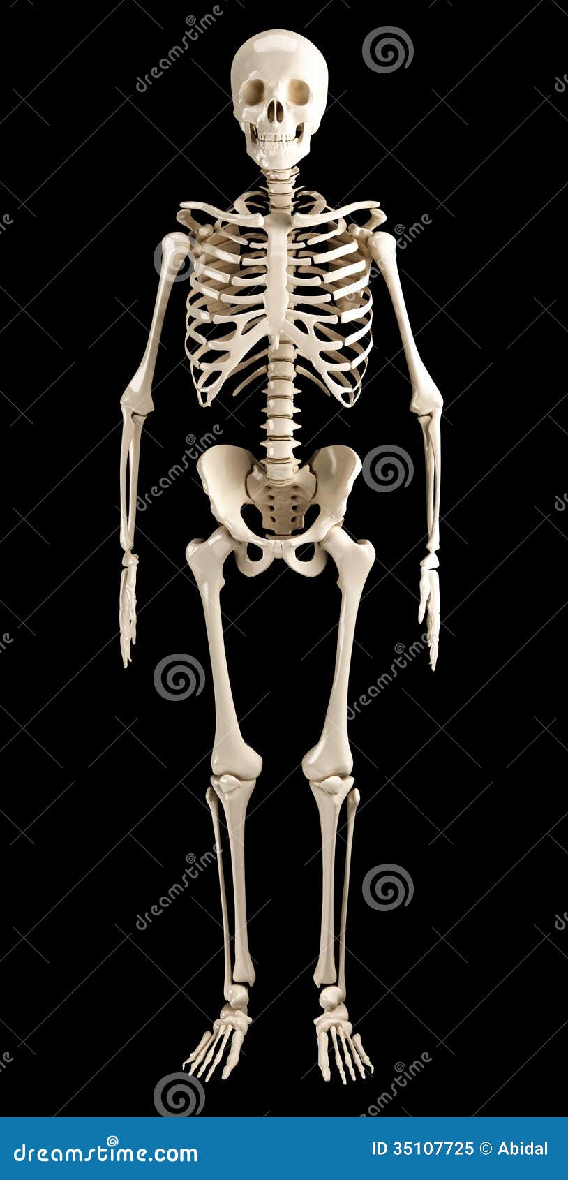 Squelette humain illustration stock. Illustration du homme - 35107725