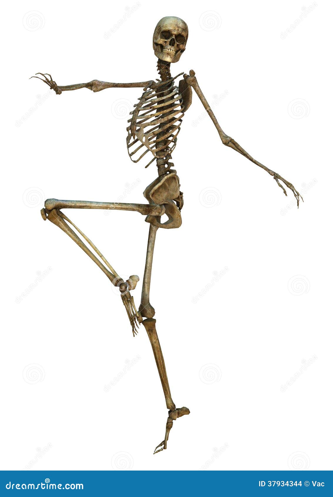 Squelette humain illustration stock. Illustration du femelle - 37934344