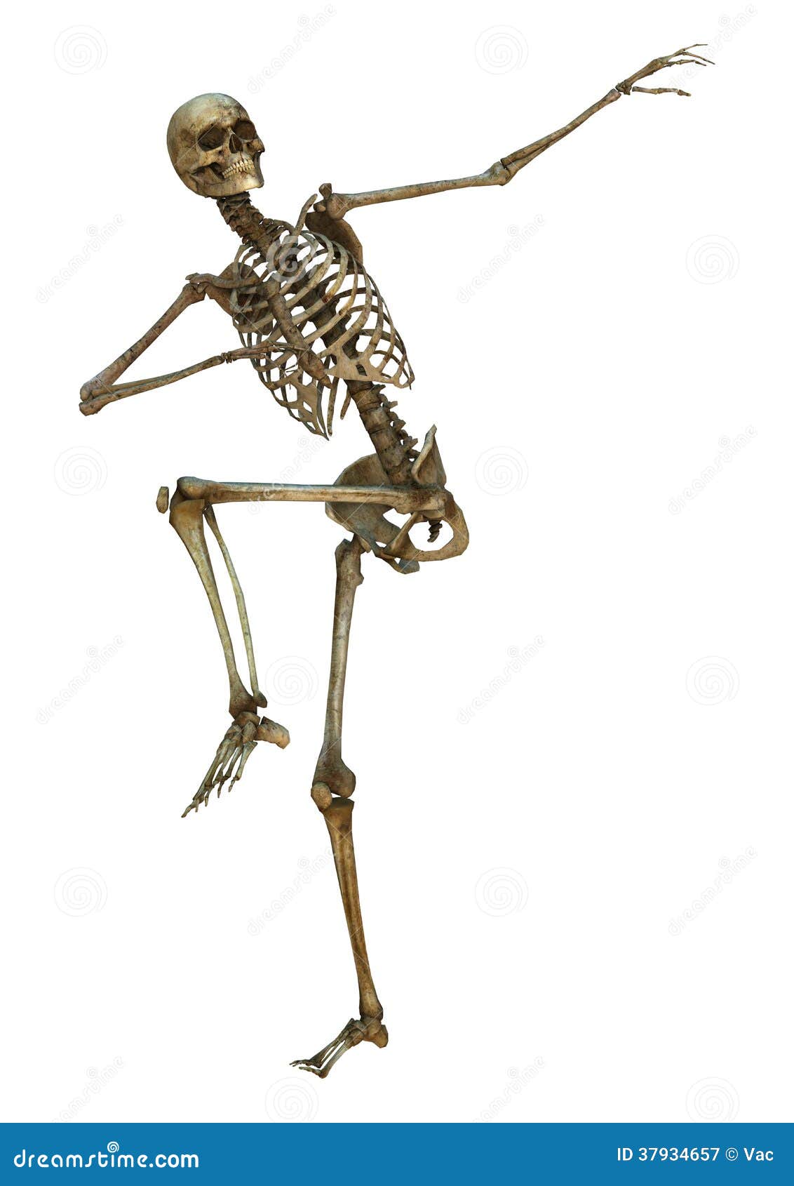 Squelette humain illustration stock. Illustration du vieux - 37934657