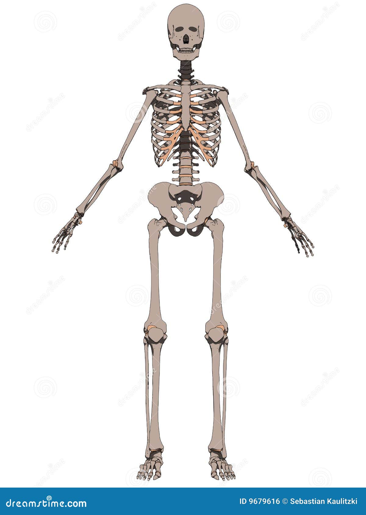 Squelette humain illustration stock. Illustration du mâle - 9679616
