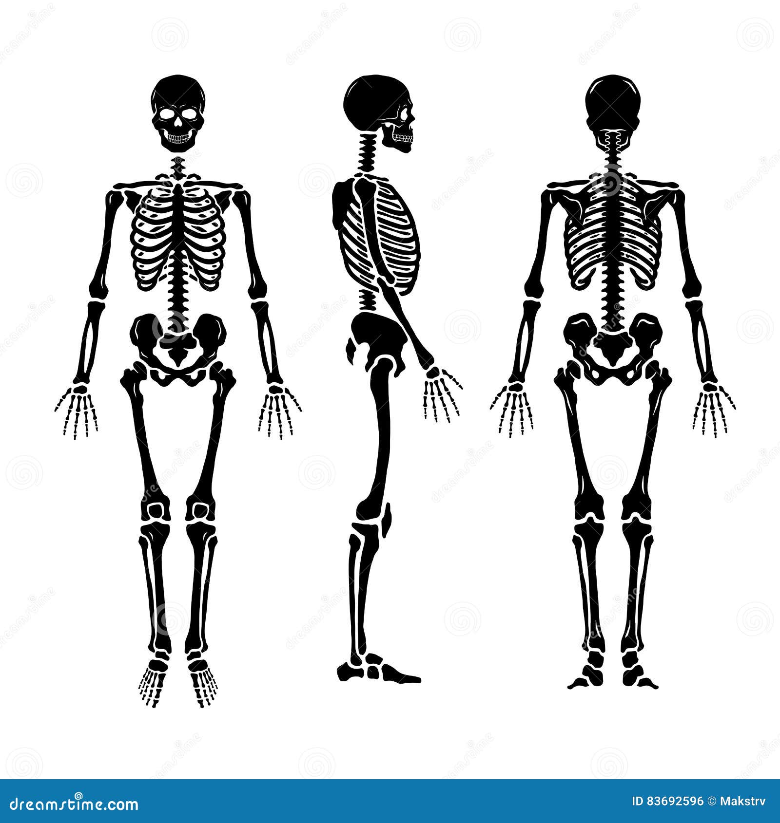 Squelette Humain Anatomique, En Trois Positions Illustration de Vecteur ...
