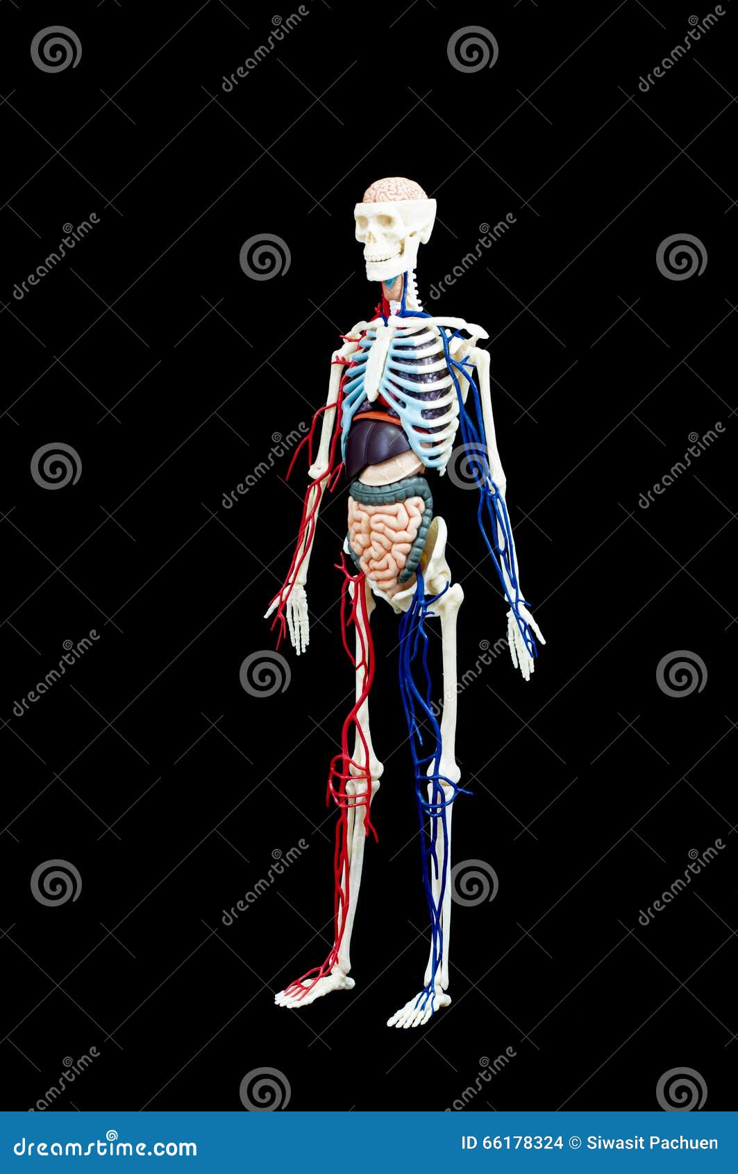 Squelette Humain Avec Les Organes Internes Photo stock - Image du ...