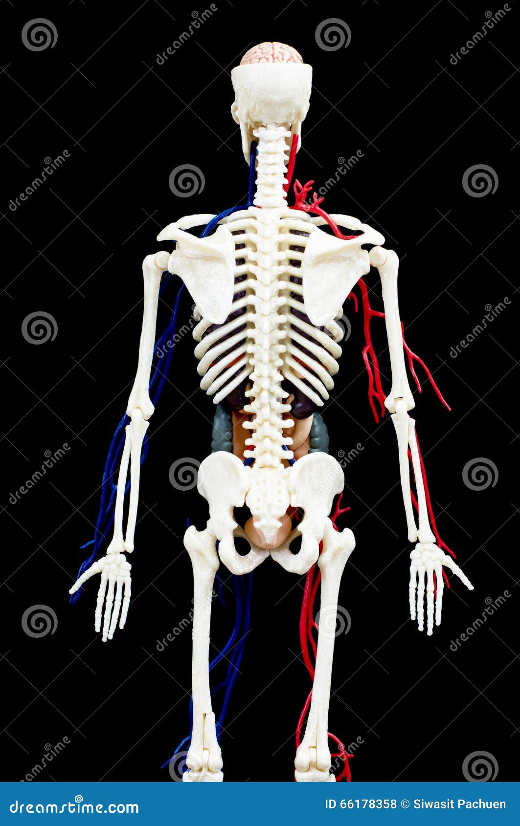 Squelette Humain Avec Les Organes Internes Photo stock - Image du ...