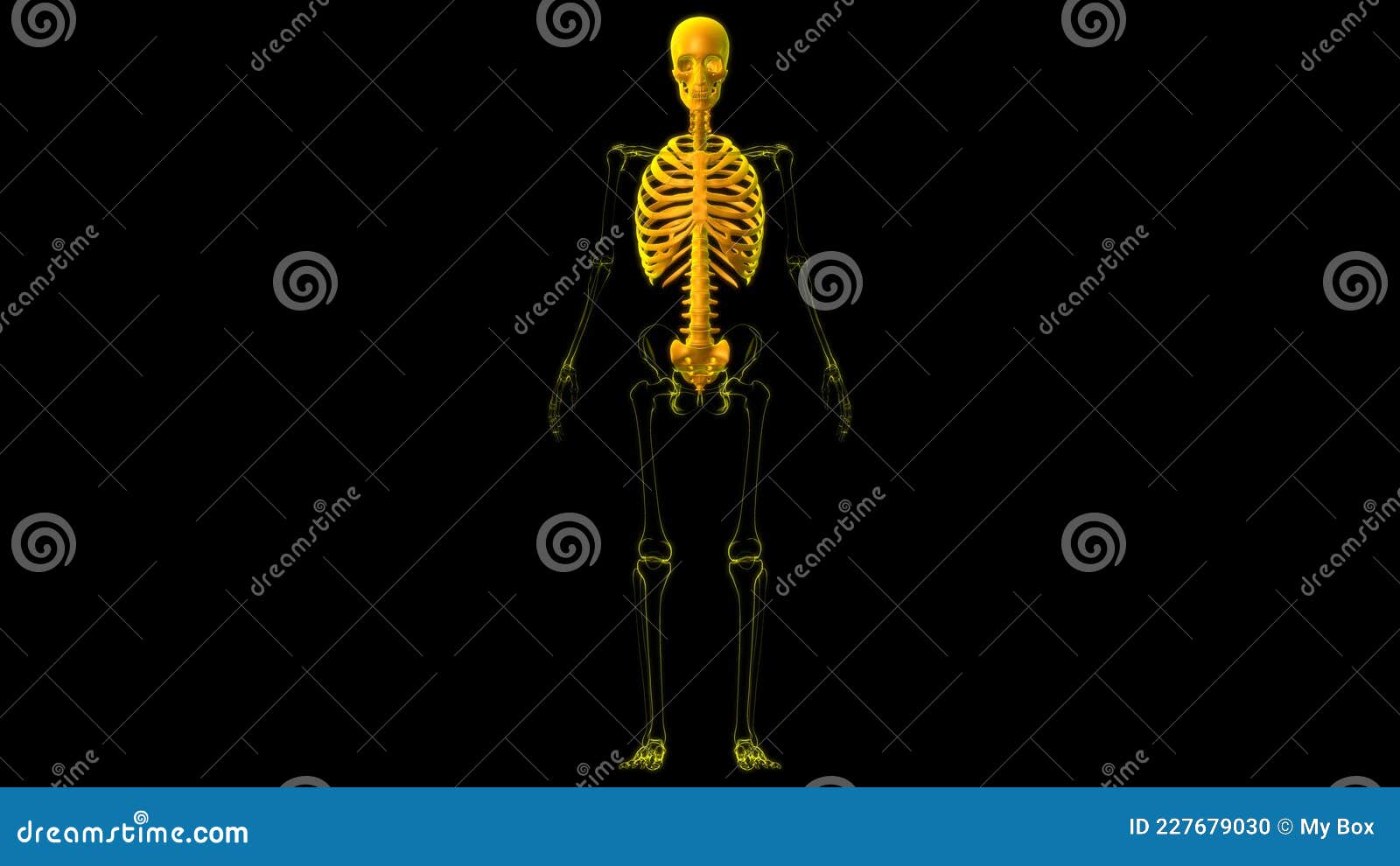 Squelette Humain Axe Squelette Anatomie 3d Illustration Stock ...