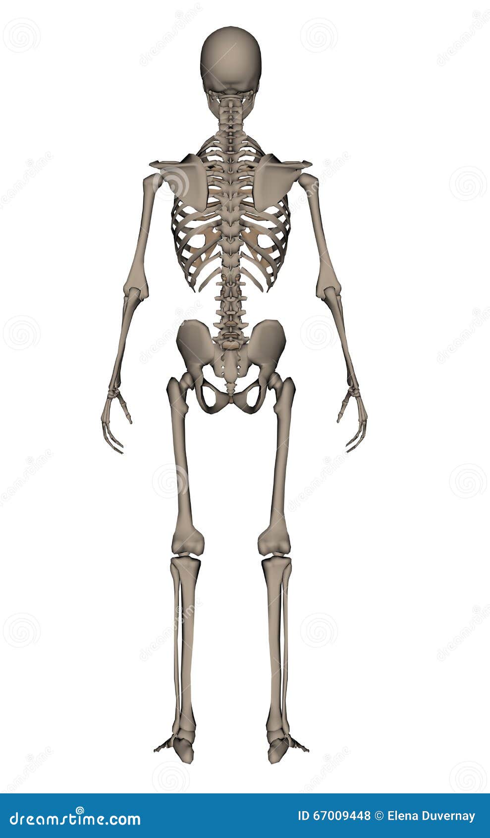 Squelette Humain - 3D Rendent Illustration Stock - Illustration du ...