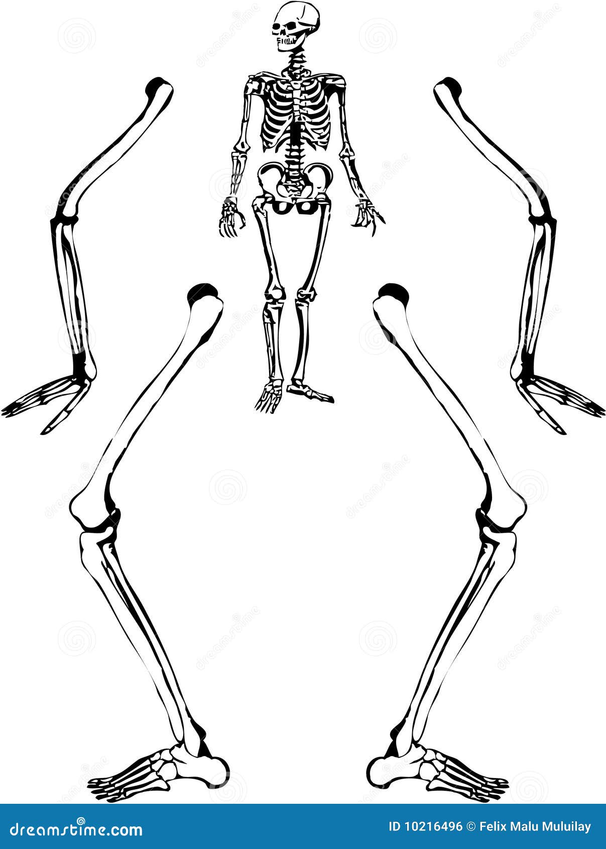 Squelette humain de dessin illustration de vecteur. Illustration du ...