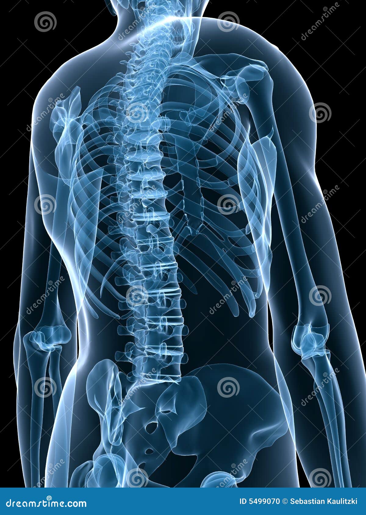 Squelette Humain De Rayon X Illustration Stock - Illustration du torse ...