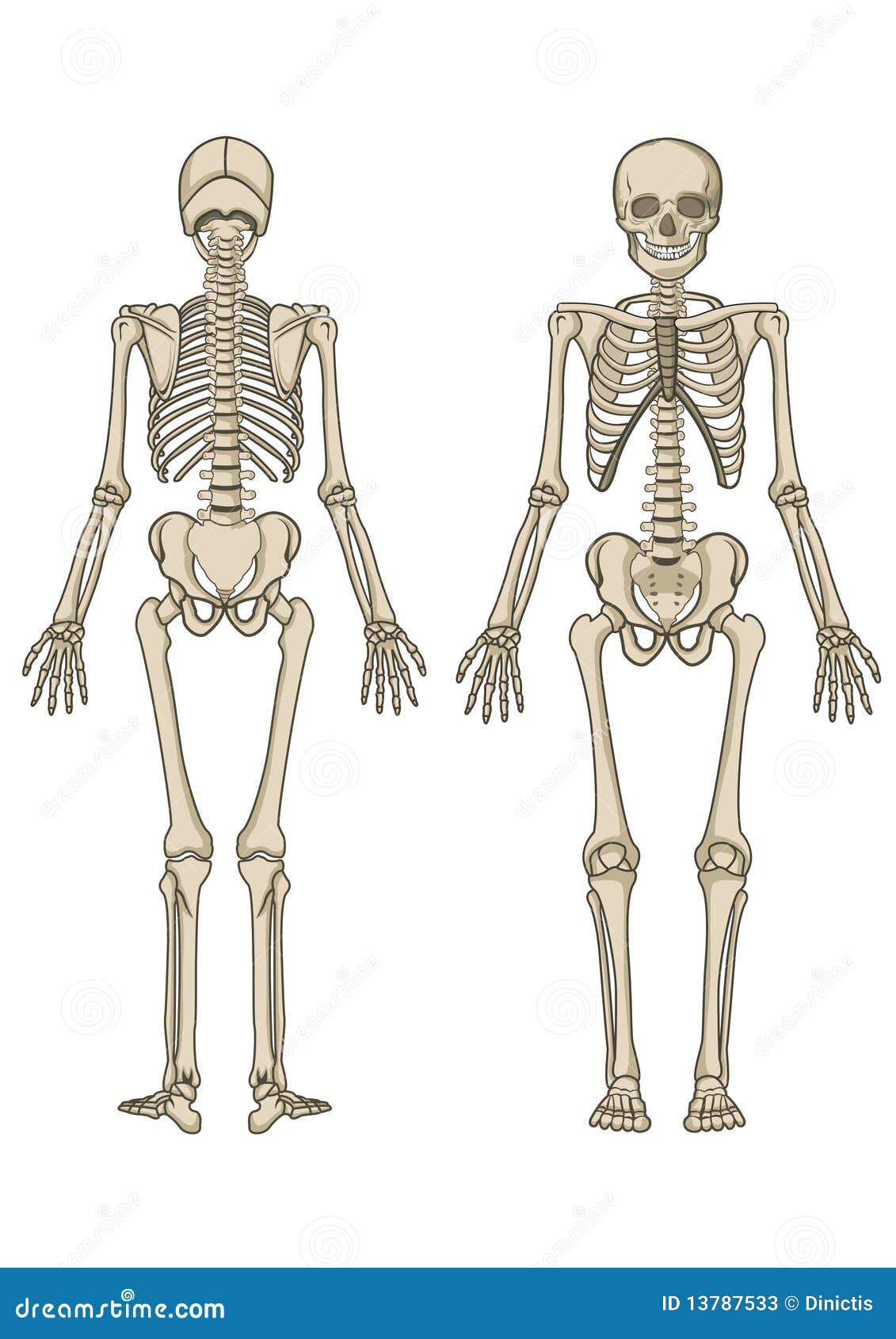 Squelette Humain Dedans Photos stock - Image: 13787533