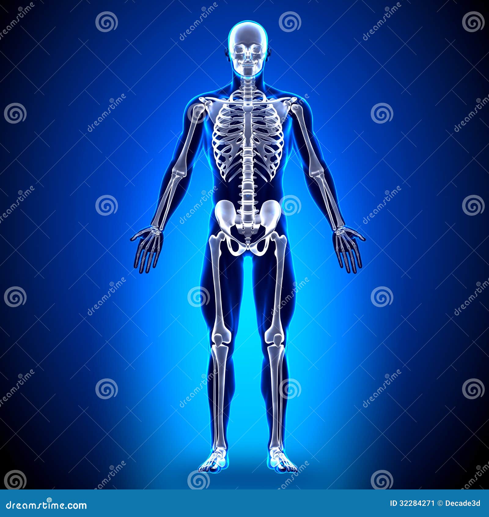 Squelette - os d'anatomie illustration stock. Illustration du commun ...