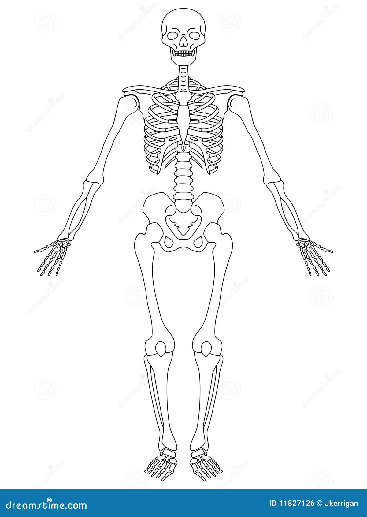 Squelette : Vue de face illustration de vecteur. Illustration du ...