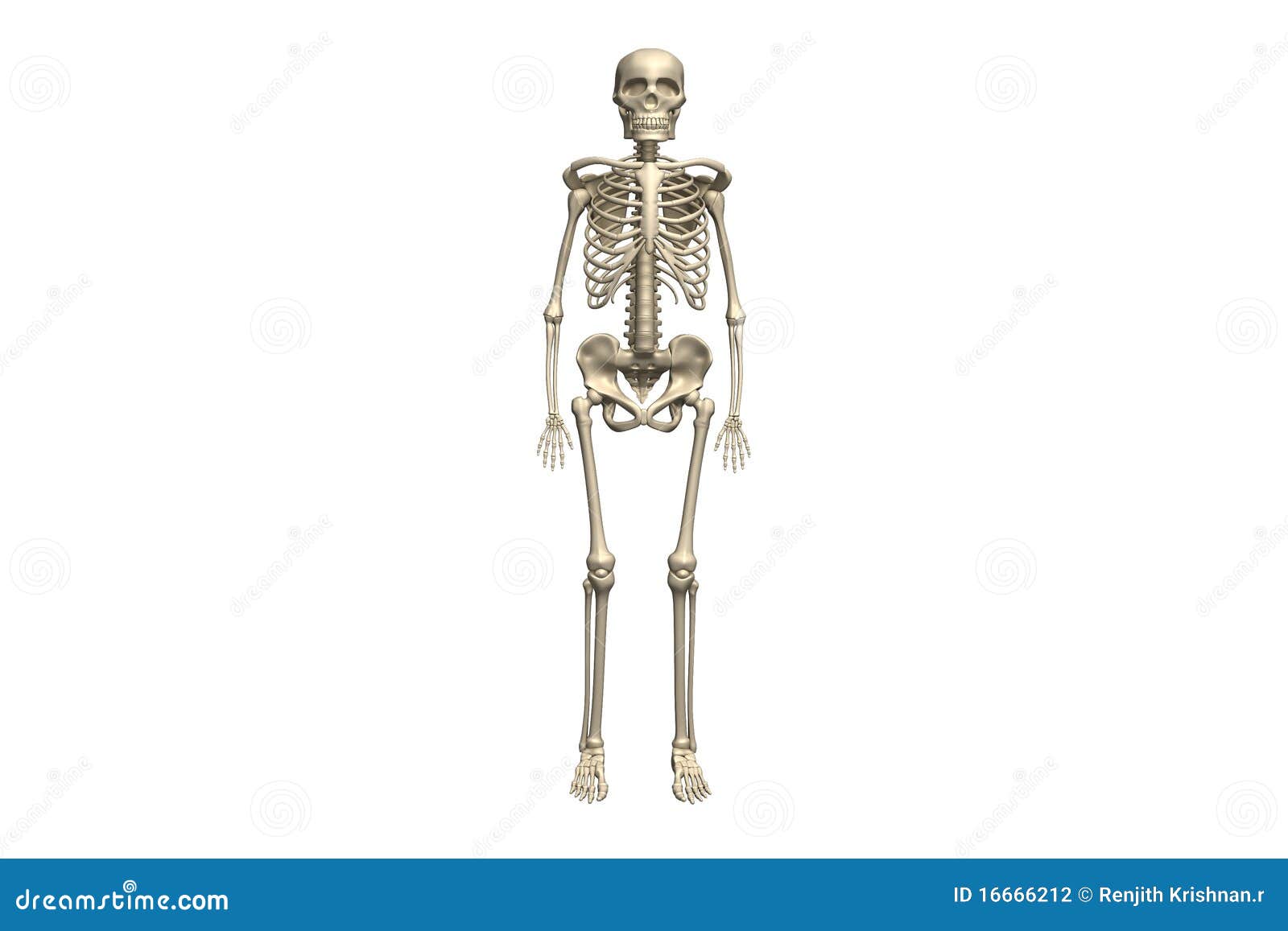 Squelettes illustration stock. Illustration of médecine - 16666212