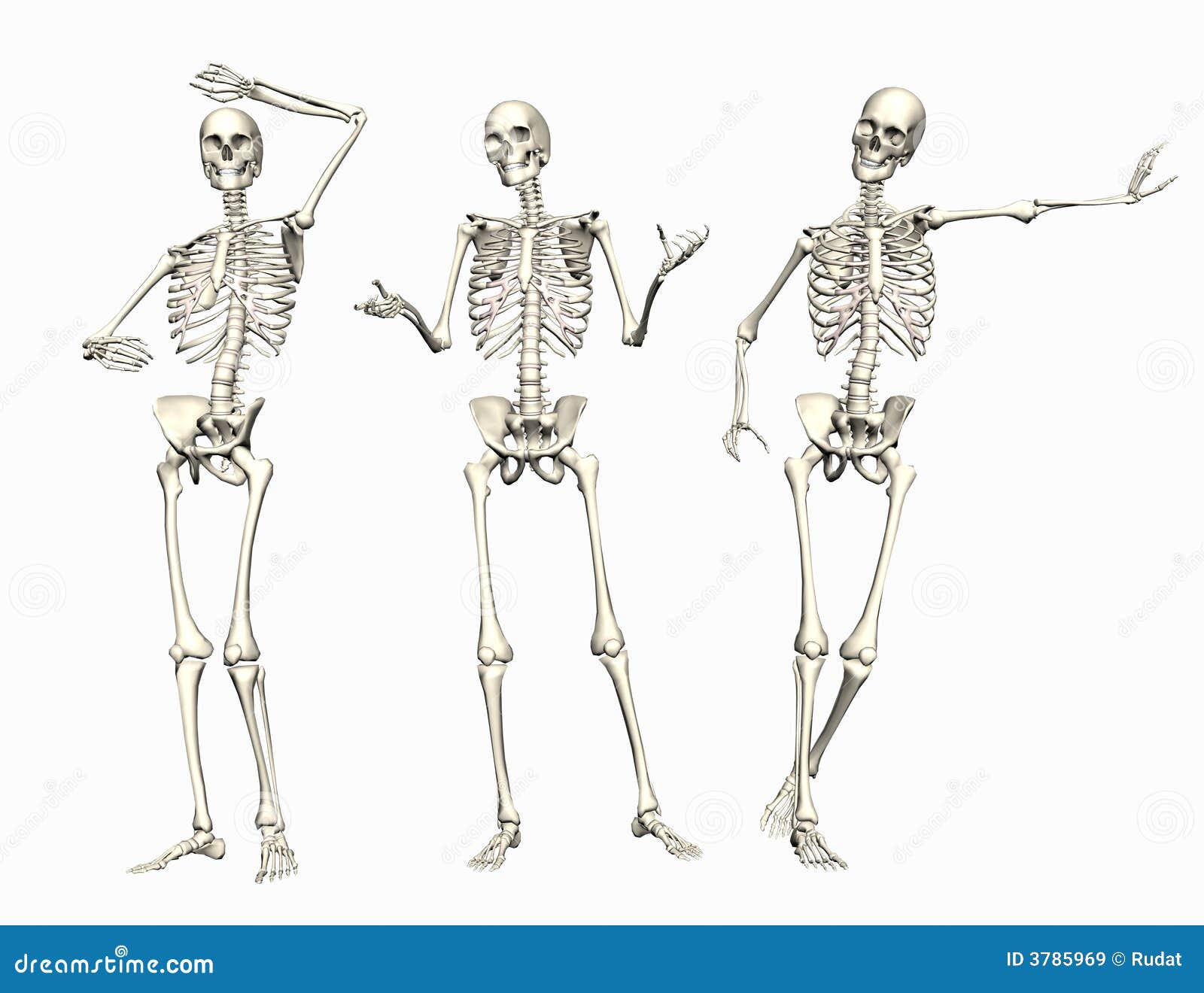 Squelettes illustration stock. Illustration du éducatif - 3785969