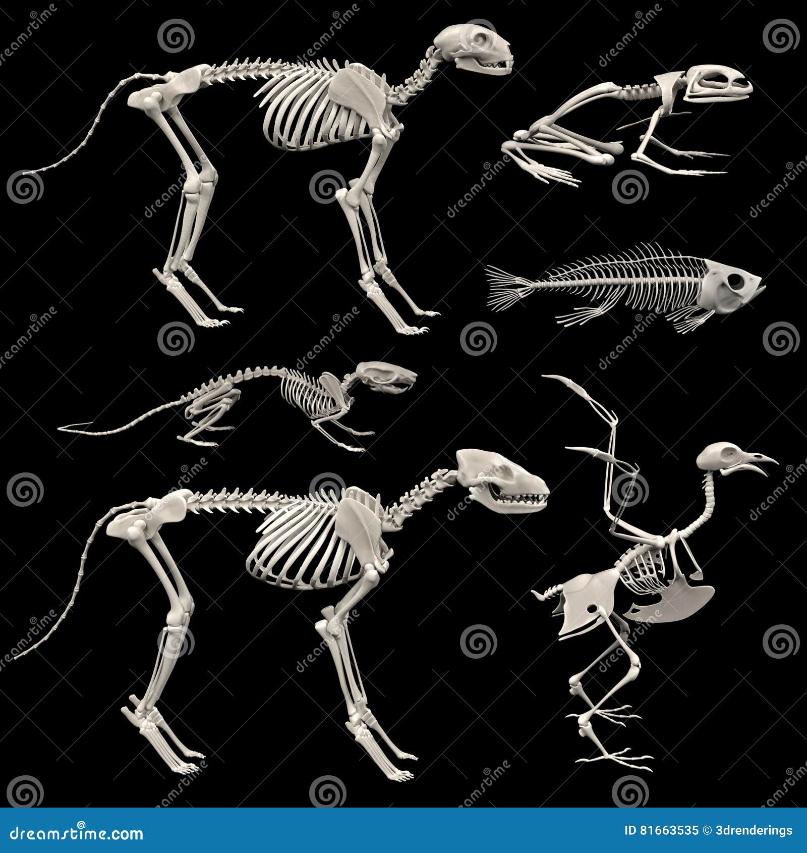 Squelettes animaux illustration stock. Illustration du vertébré - 81663535