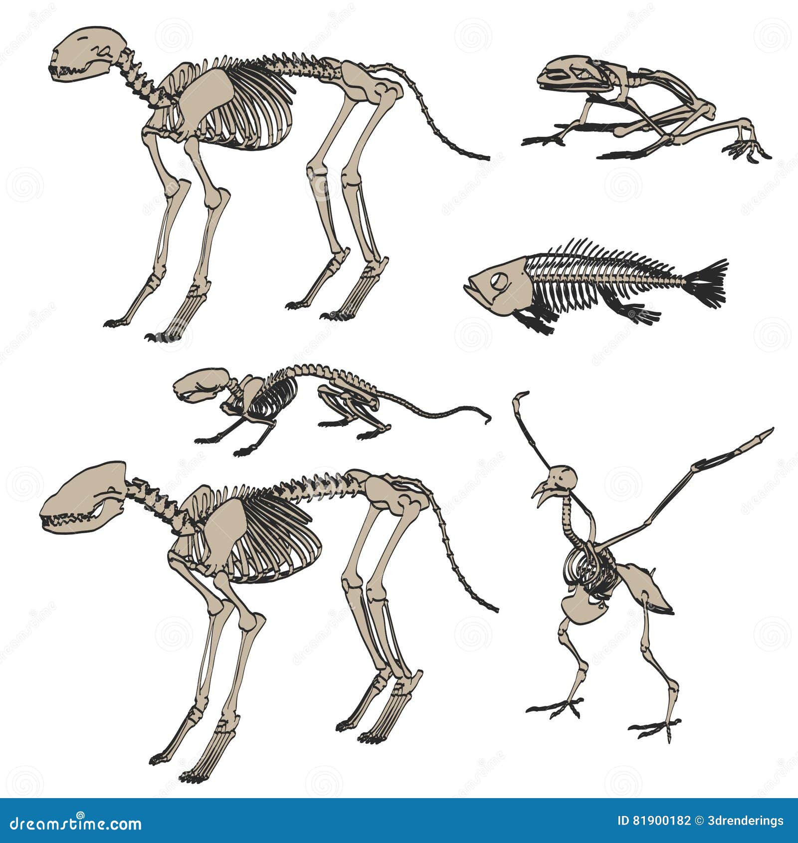 Squelettes animaux illustration stock. Illustration du pigeon - 81900182