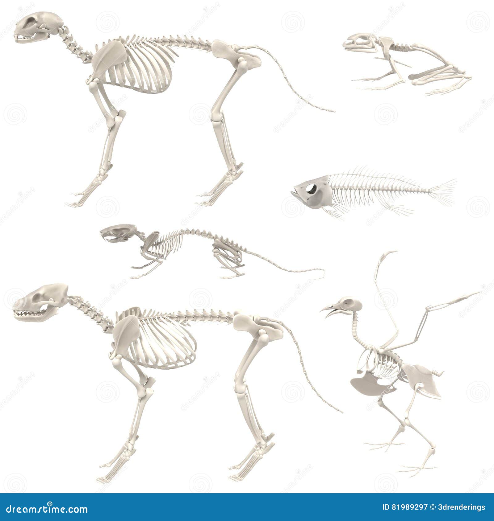 Squelettes animaux illustration stock. Illustration du souris - 81989297