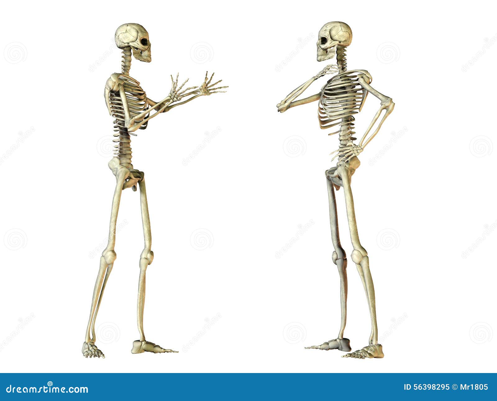 Squelettes humains illustration stock. Illustration du ordinateur ...