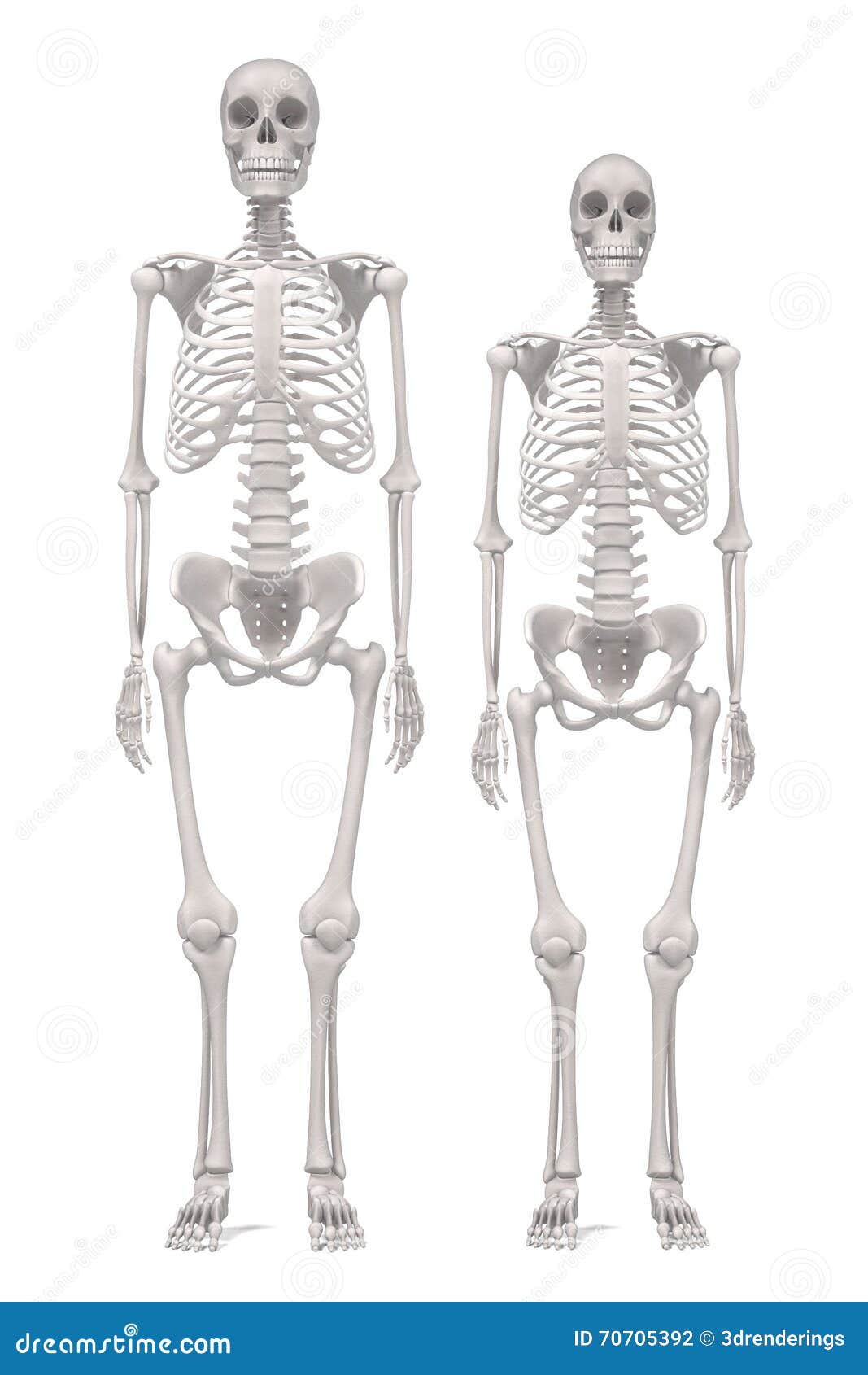 Squelettes humains illustration stock. Illustration du anatomie - 70705392