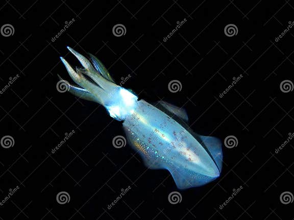 Squid stock image. Image of unique, nocturnal, dark, ocean - 1227189