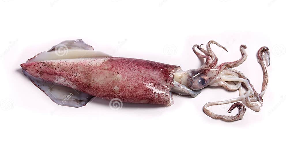 Squid stock photo. Image of seafood, mollusc, squid, fresh - 12467214